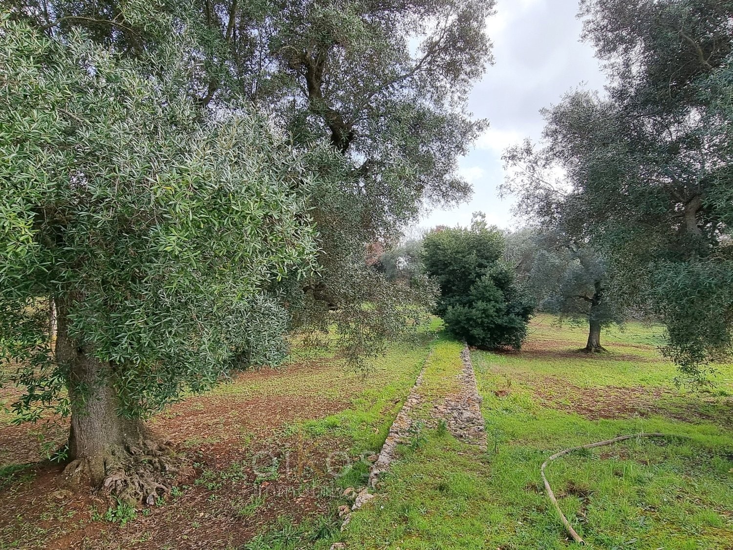 Ceglie Messapica - Country property for sale Apulia